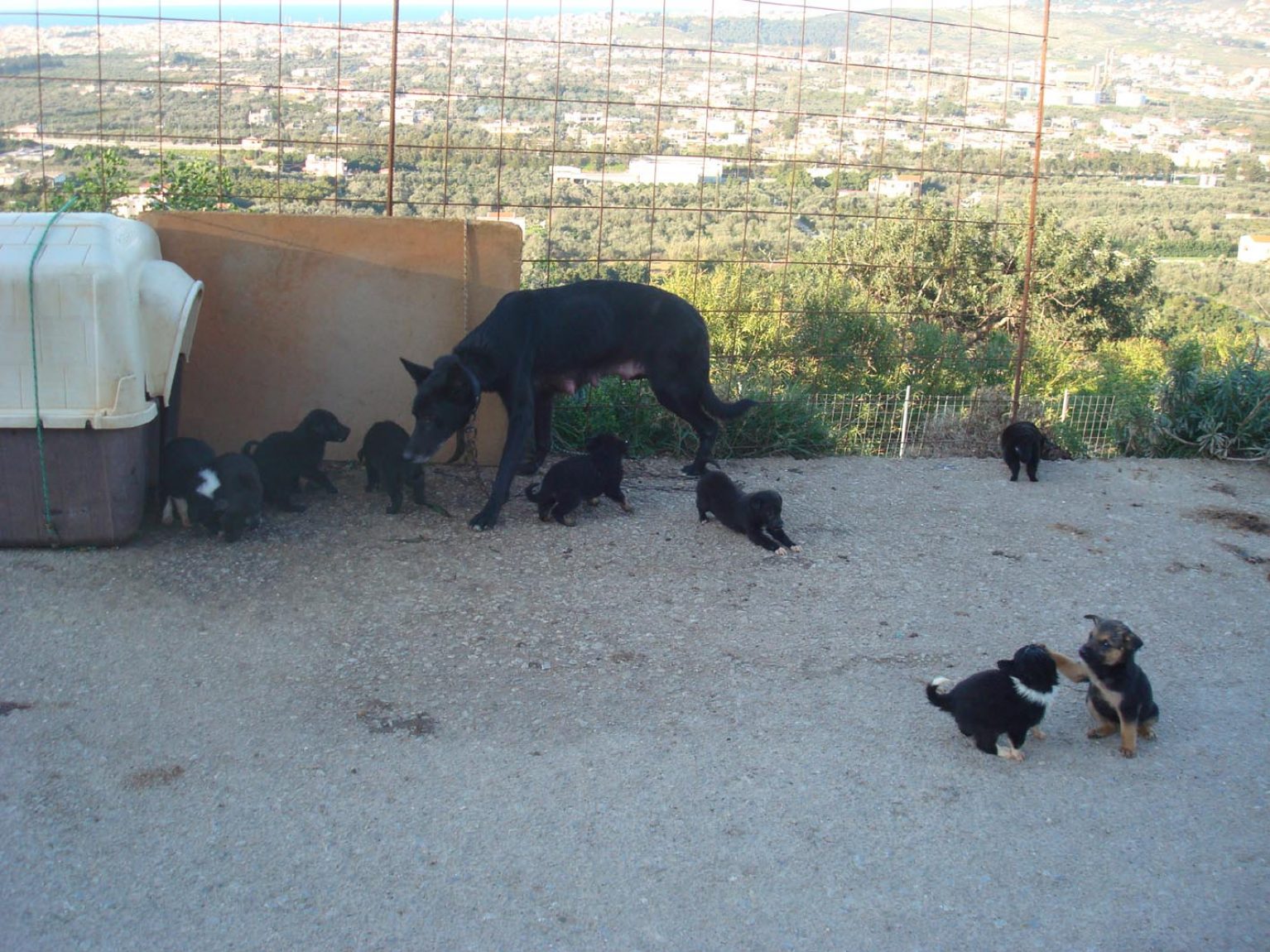 Τριτοκοσμικές εικόνες στους δρόμους των πόλεων ΜΕ ΔΕΚΑΔΕΣ ΣΚΥΛΙΑ ΝΑ ...