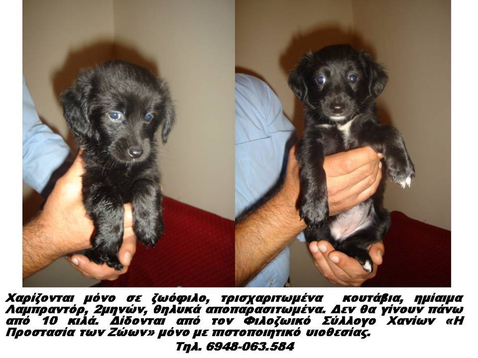 ΧΑΡΙΖΟΝΤΑΙ ΗΜΙΑΙΜΑ ΛΑΜΠΡΑΝΤΟΡ – Animalscare.gr