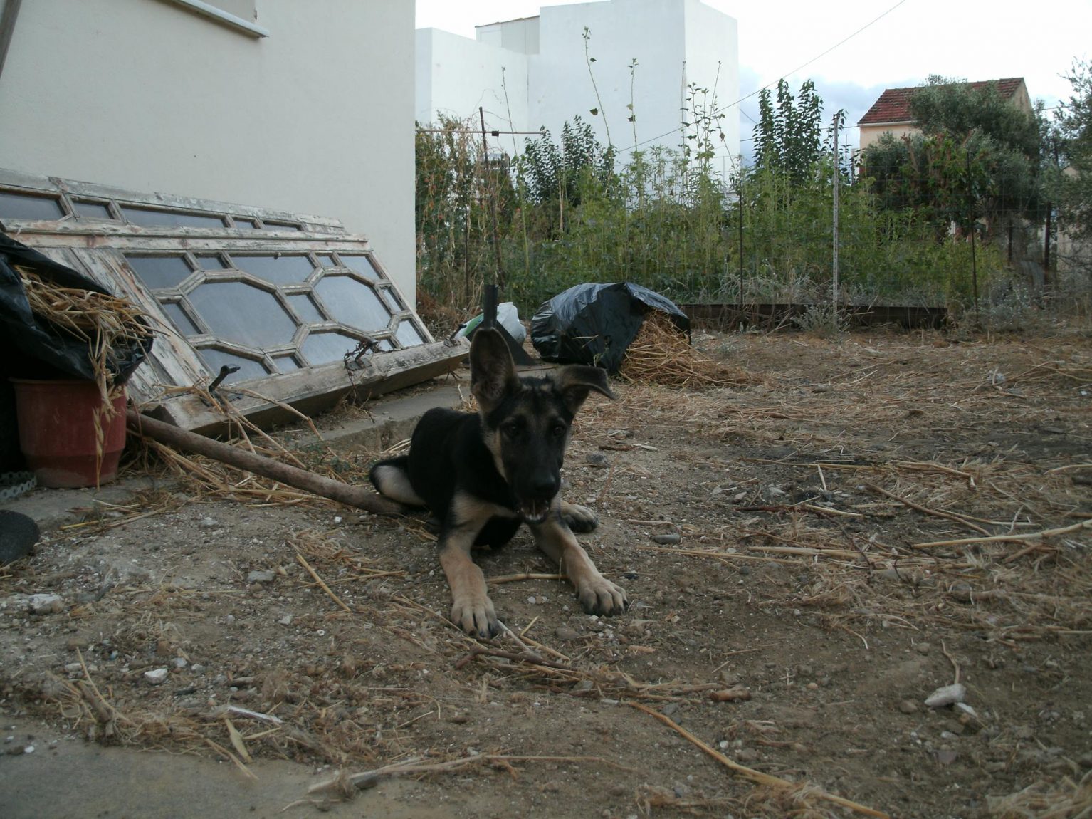 Χαρίζεται γερμανικός ποιμενικός!! – Animalscare.gr