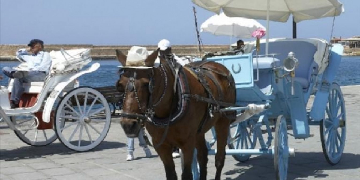 Έλεγχοι της κτηνιατρικής υπηρεσίας στα άλογα του λιμανιού – Animalscare.gr
