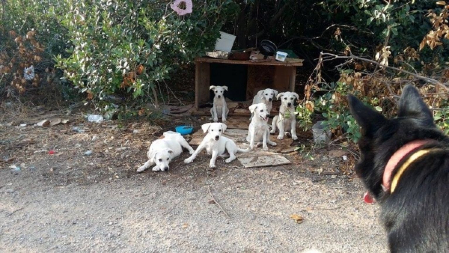 ΑΔΕΣΠΟΤΑ ΖΩΑ ΚΑΙ ΕΥΘΥΝΕΣ.. – Animalscare.gr